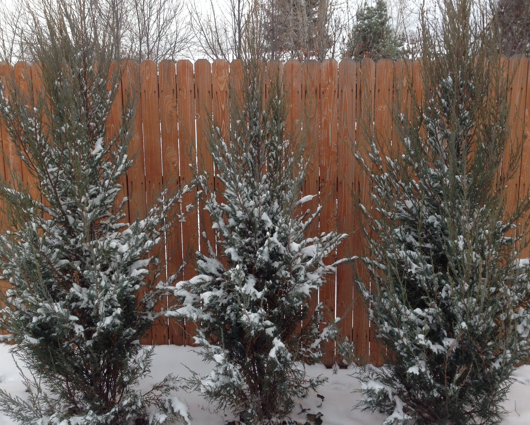 Boulder, Colorado landscaping plant of the month, February 2015 ...