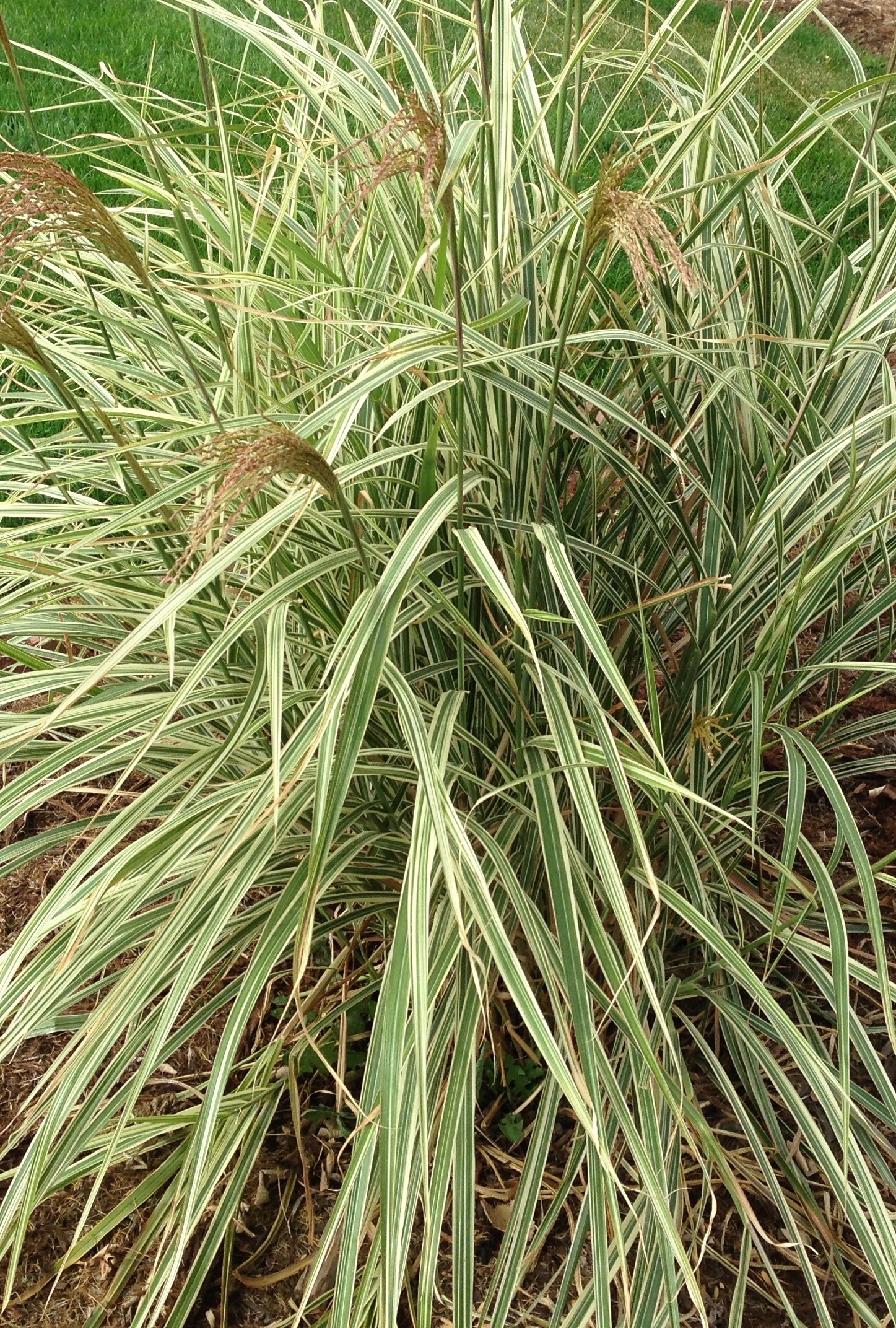 Plant of the month. October 2015 VARIEGATED MAIDEN GRASS – Glacier View ...