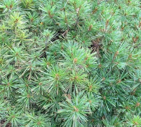 Plant of the month. March 2016 DWARF BLUE EASTERN WHITE PINE – Glacier ...