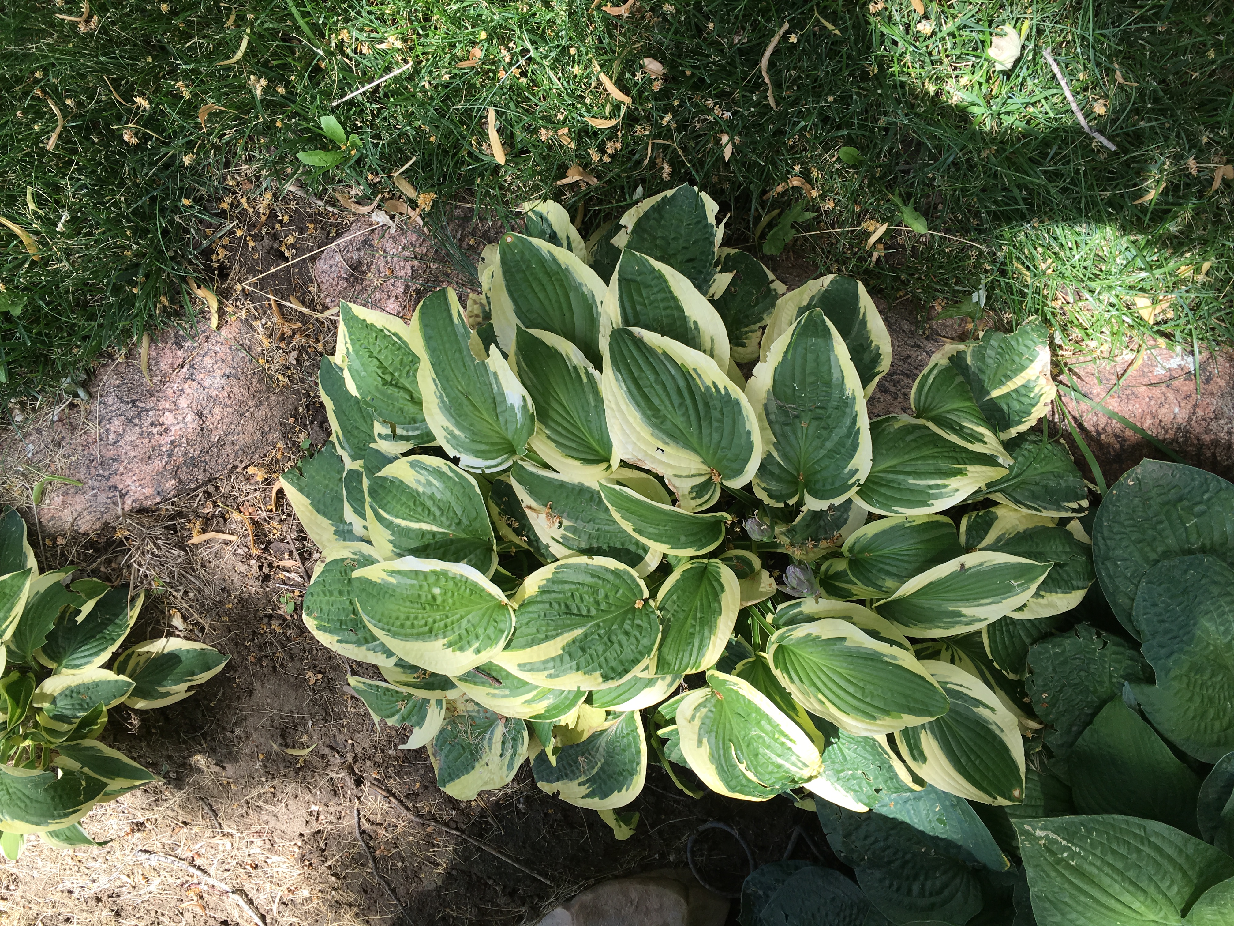 HOSTAS are the July 2016 Plant of the Month – Glacier View Landscape ...