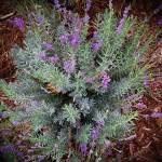Plant of the Month September 2016 THE FRAGRANCE OF LAVENDER – Glacier ...