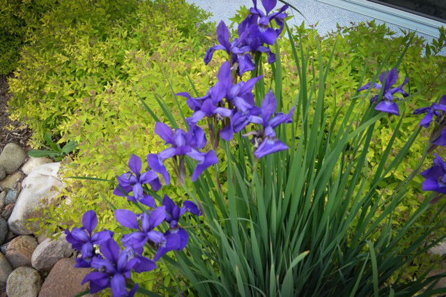 MARCH: SIBERIAN IRIS is the March 2017 Plant of the Month – Glacier ...