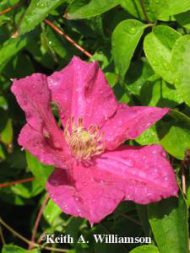 Clematis is the July Plant of the Month for Boulder, Colorado ...