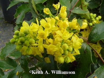 Compact Oregon Grape Holly is the February 2018 Plant of the Month ...