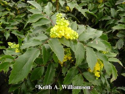 Compact Oregon Grape Holly is the February 2018 Plant of the Month ...