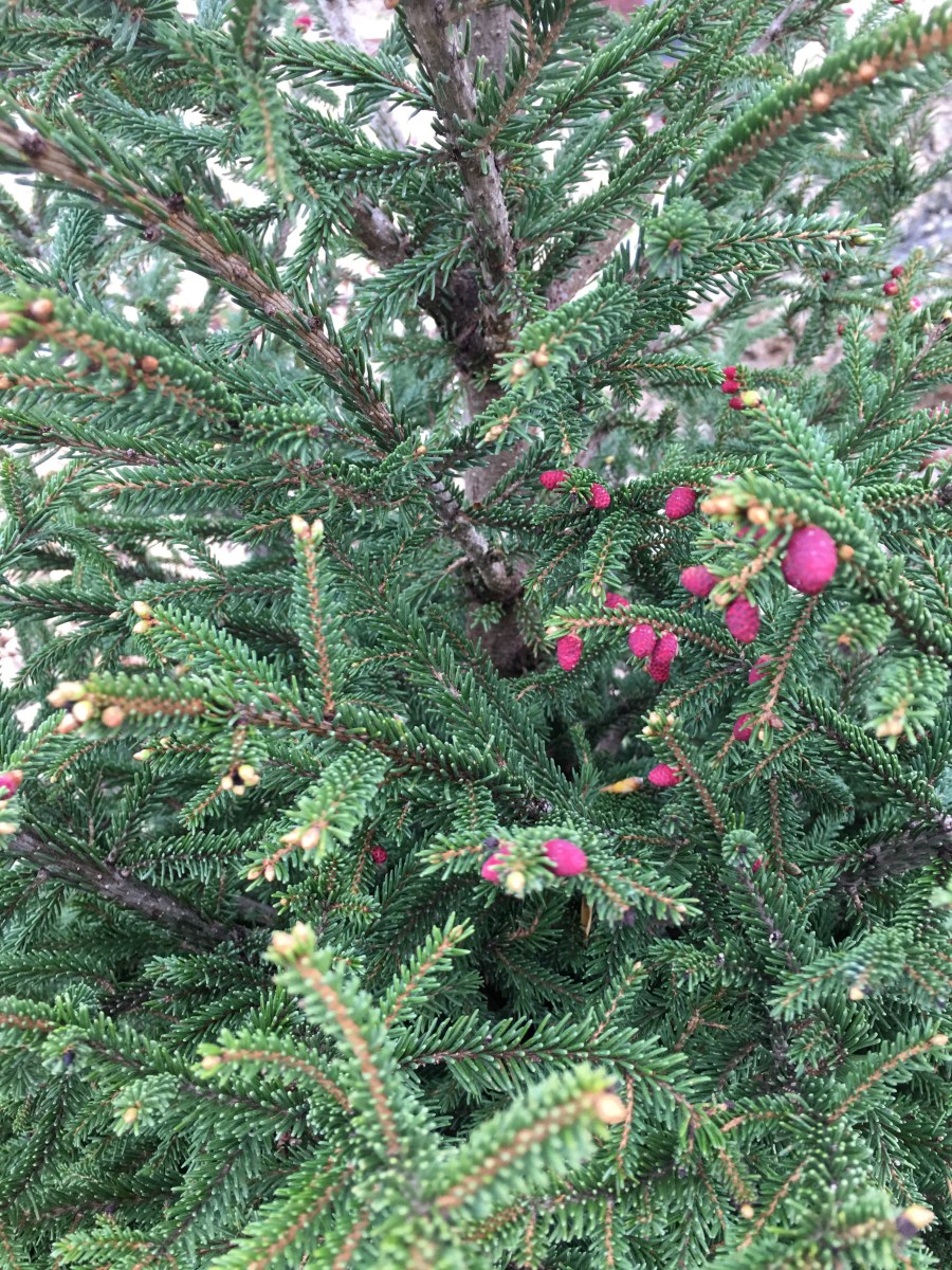 Compact Oriental Spruce is May Plant of The Month – Glacier View ...