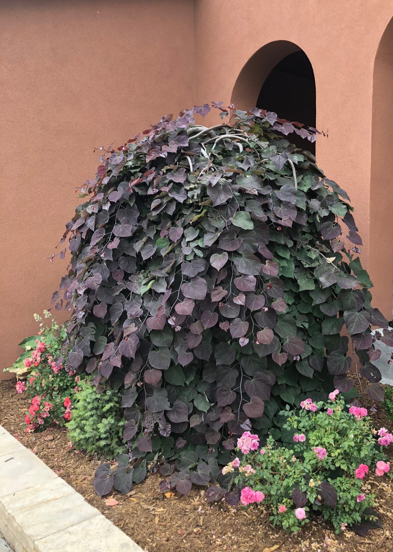 Ruby Falls Weeping Redbud Tree is November 2018 Plant of the Month ...