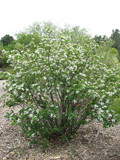Black Chokeberry is January 2019 Plant of the Month – Glacier View ...
