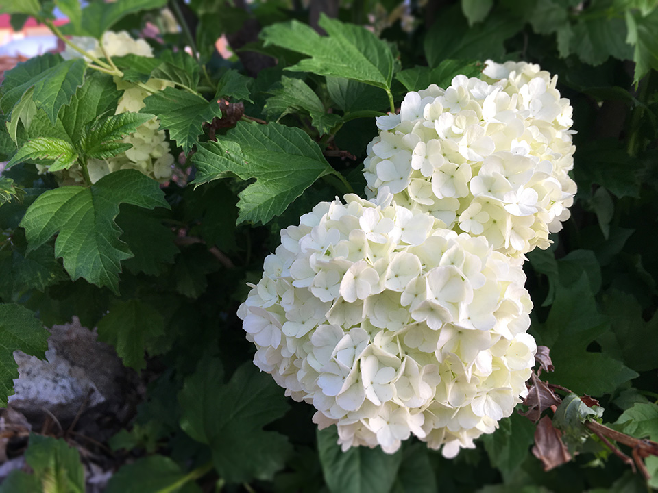 Snowball Viburnum is the June 2019 Plant of the Month – Glacier View ...