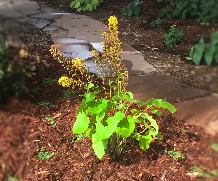 ‘The Rocket’ Ragwort is August 2020 Plant of the Month – Glacier View ...
