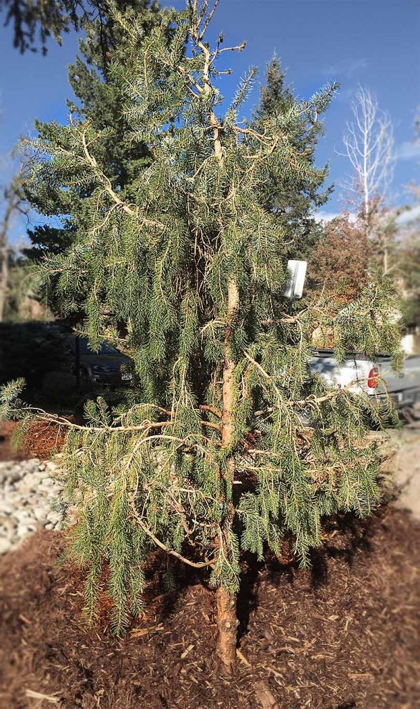 Weeping Serbian Spruce is November 2020 Plant of the Month – Glacier ...