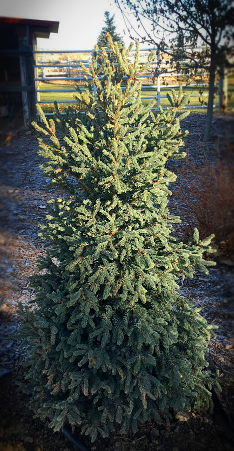 Yukon Blue Spruce is December 2020 Plant of the Month – Glacier View ...