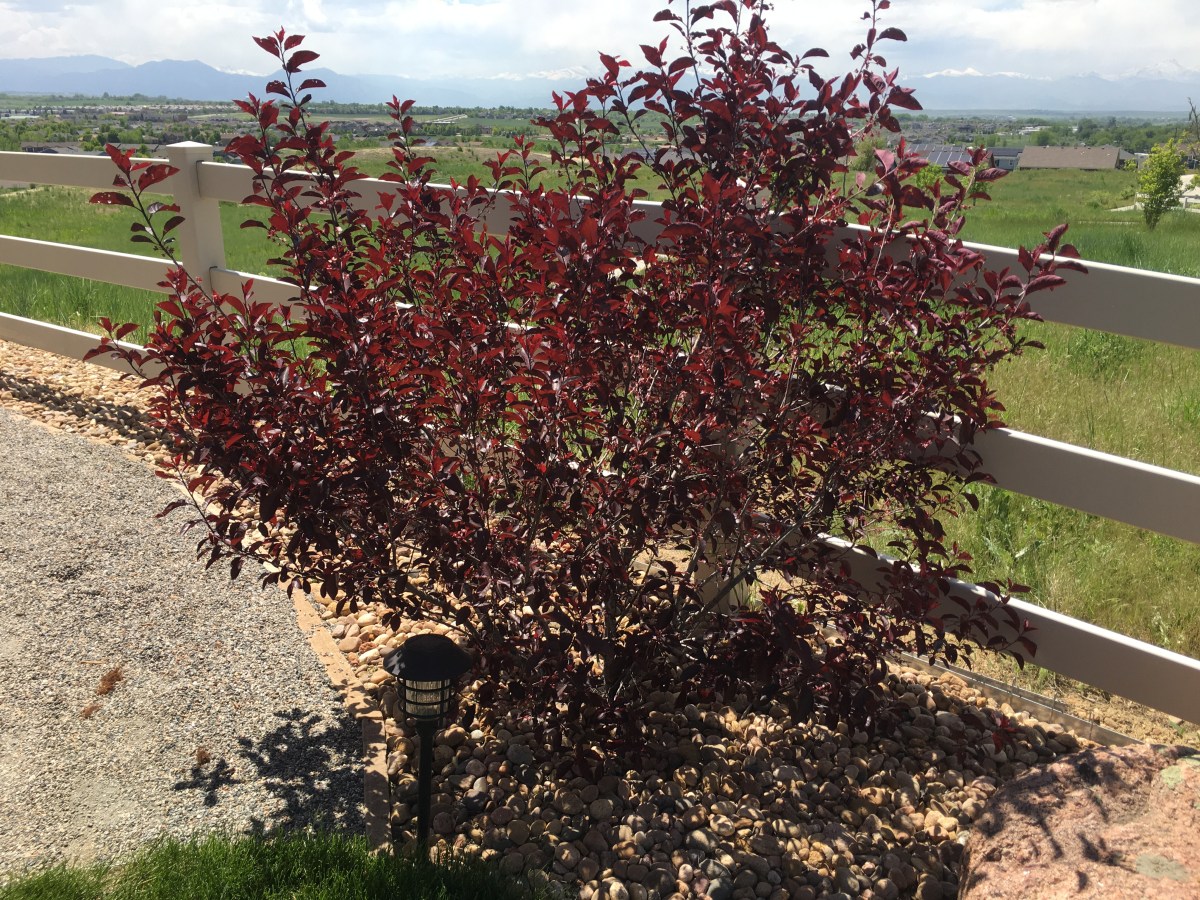 June 2021 Plant of the Month for Boulder Colorado landscapes – Glacier ...