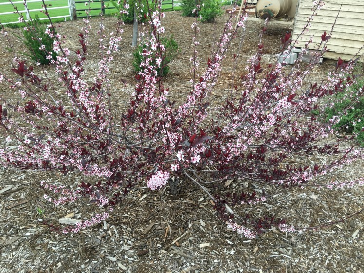 June 2021 Plant of the Month for Boulder Colorado landscapes – Glacier ...