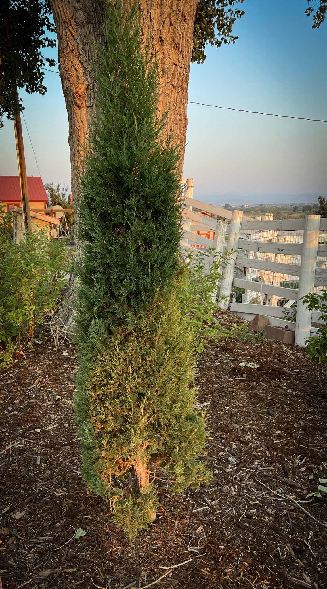 Columnar Privacy Trees and Shrubs-Broomfield-Colorado-landscaping ...