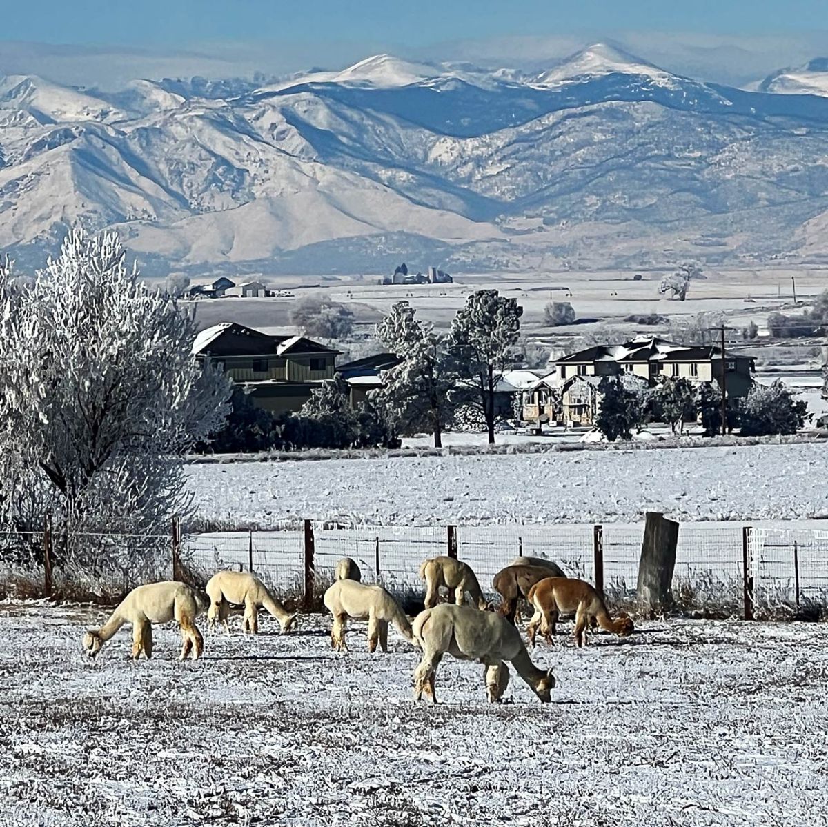 Plant of the Month for Frederick Colorado area landscapes-December 2022 ...