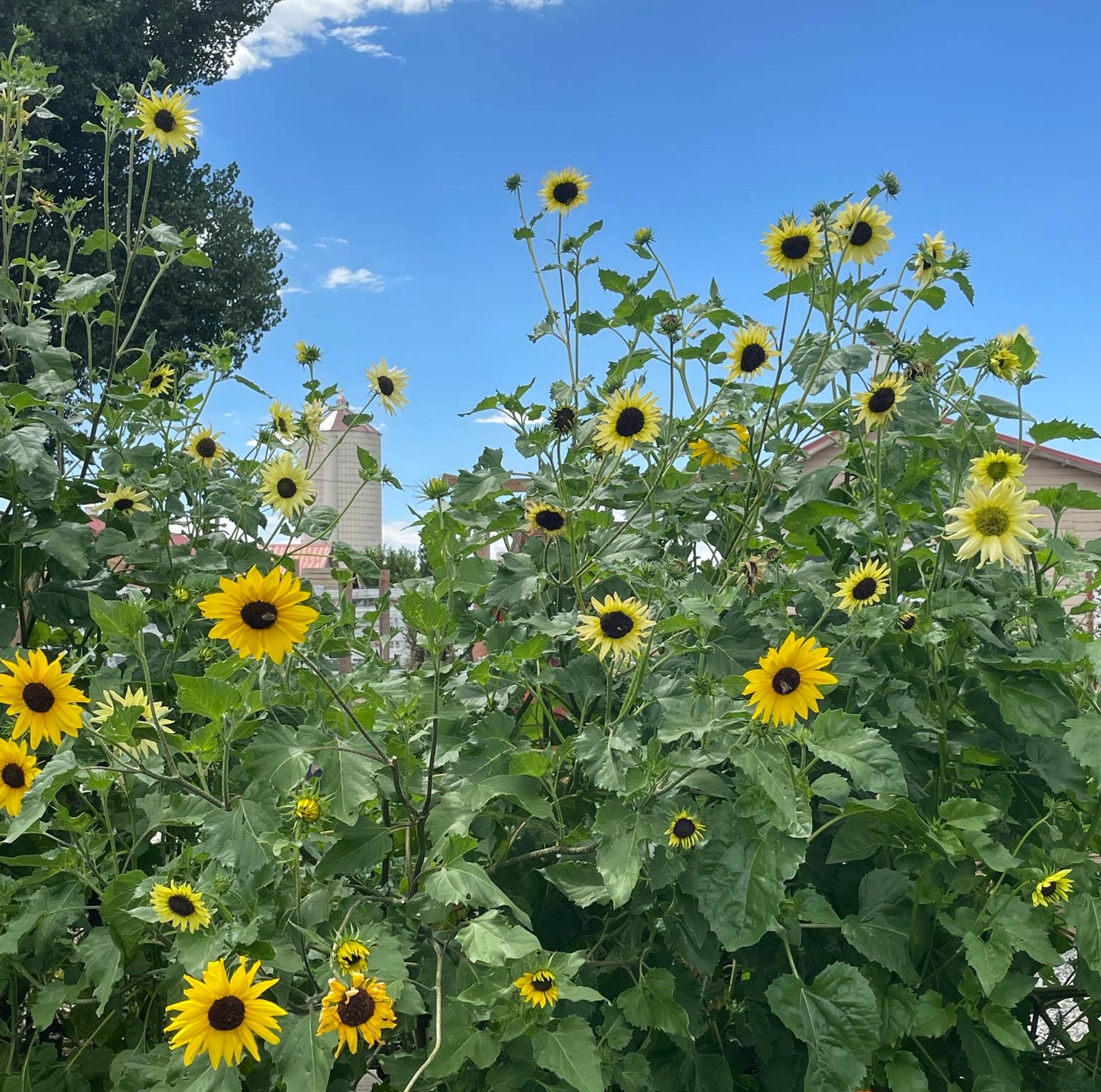 August 2023 Plant of the Month for Erie Colorado area landscapes ...