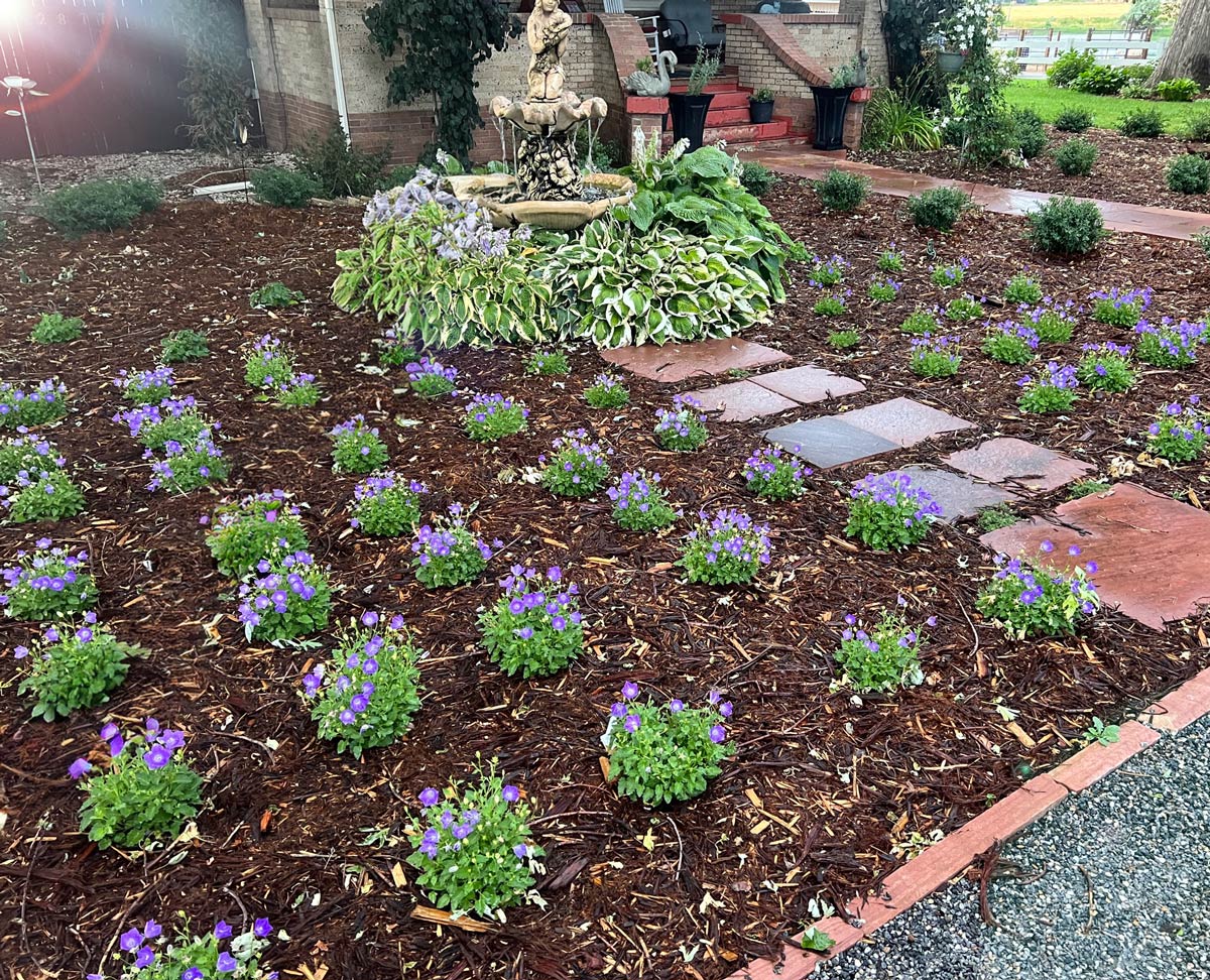 December 2023 Plant of the Month for Mead Colorado area landscapes ...