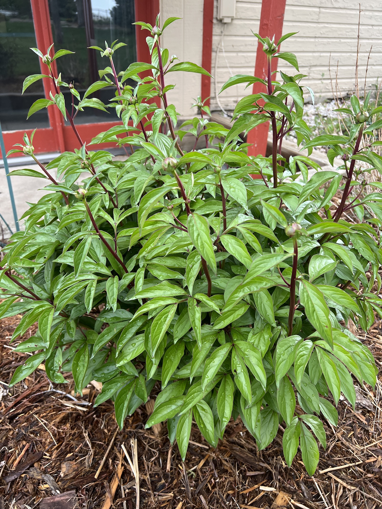 May 2024 Plant of the Month for Erie Colorado area landscapes – Glacier ...