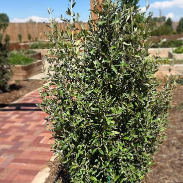 News & Articles – Glacier View Landscape and Design, Inc.