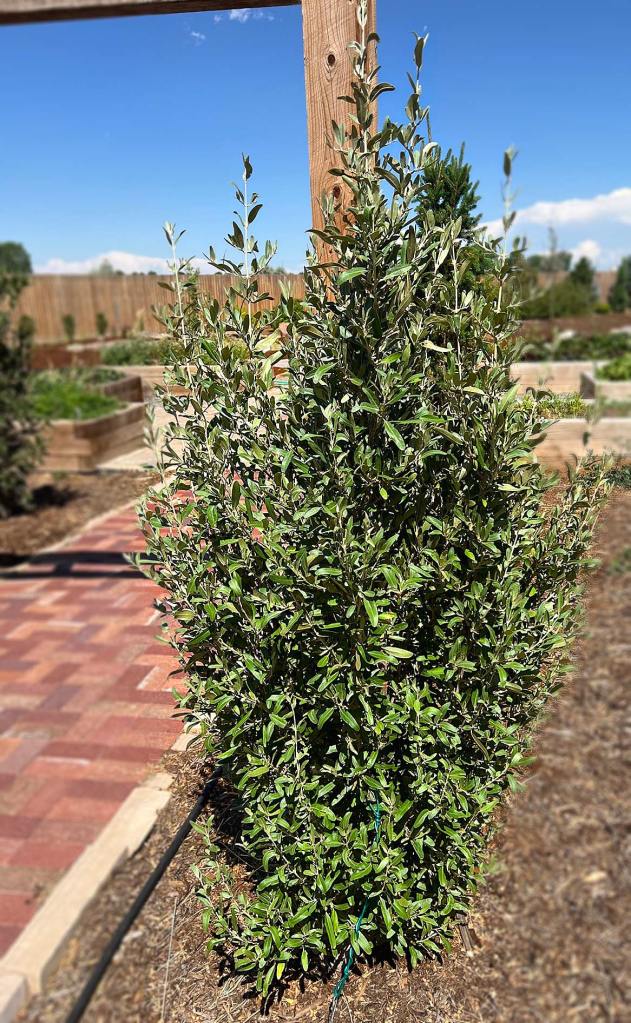 July 2024 Plant of the Month for Erie Colorado area landscapes ...