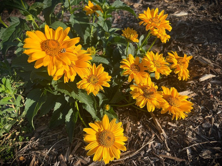September 2024 Plant of the Month for Erie Colorado area landscapes ...
