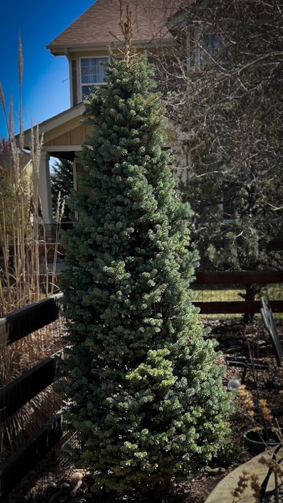 April 2025 Plant of the Month for Erie Colorado area landscapes ...